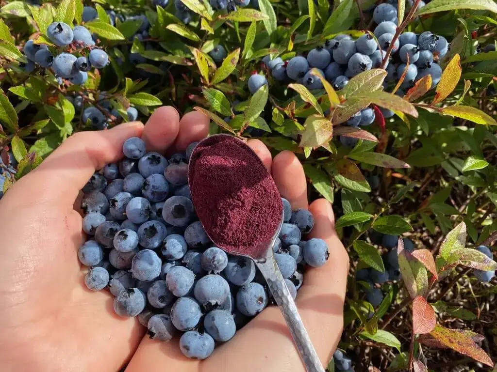 Organic Wild Blueberry - Ellas Forest